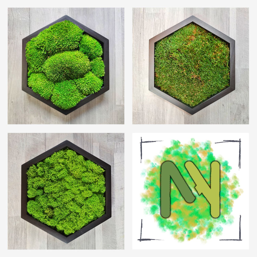 Moosbilder als Quadrat, Rechteck, Rund oder Hexagon | Moos & Kunst